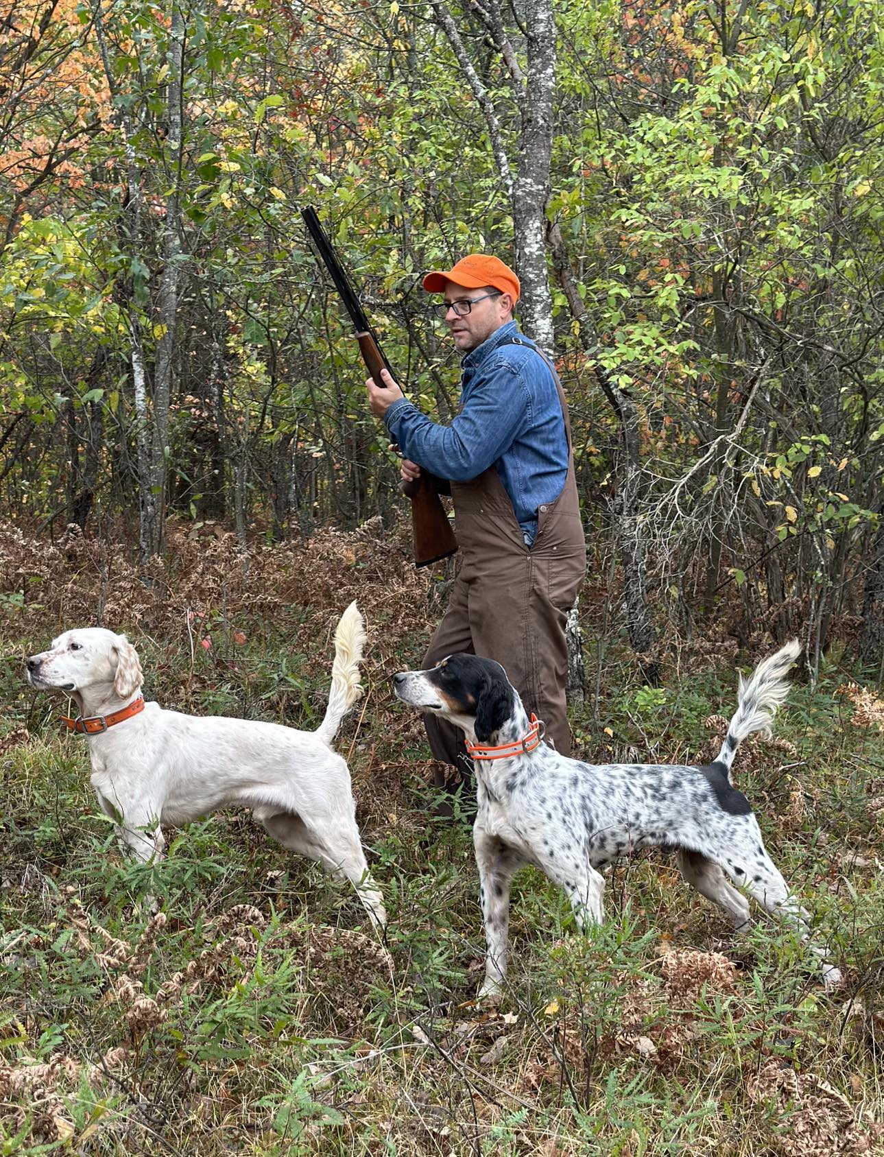 Champion English Setter available for stud services | Midnight Kennel